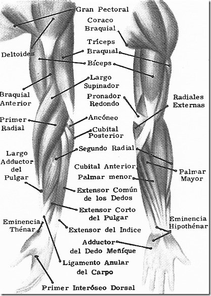 Músculos de las extremidades superiores - Ciencia Explicada